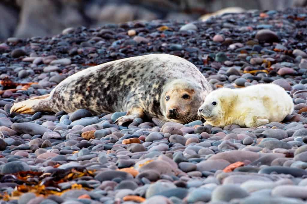 Angus – A Year-Round Destination for Wildlife Watching – Angus Tourism ...