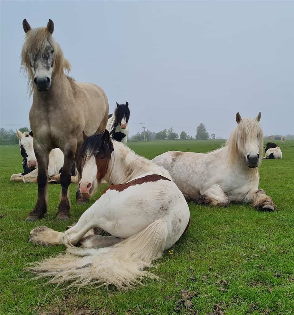 Pathhead Equestrian Centre – Angus Tourism Cooperative